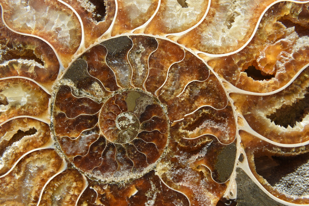 Ammonite Stone: History, Formation, & Metaphysical Properties – Crystal ...